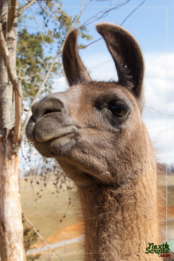 The Dove And The Crow | Do Cappadocia